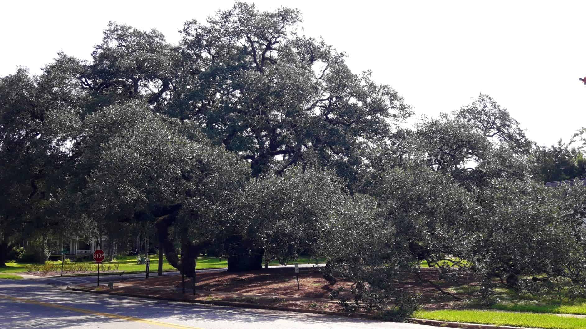 Day Guide to Thomasville, Georgia’s Rose City