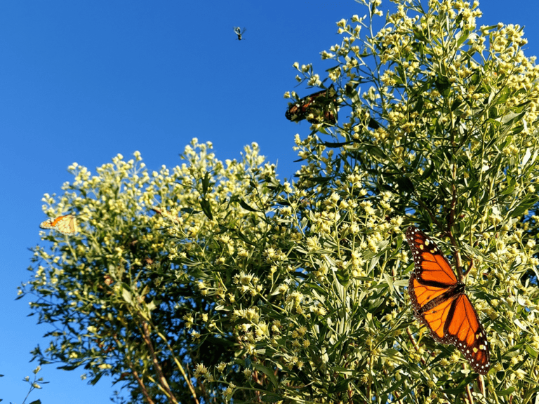 Marvelous Monarchs: The Remarkable Migration of the Monarch Butterfly ...