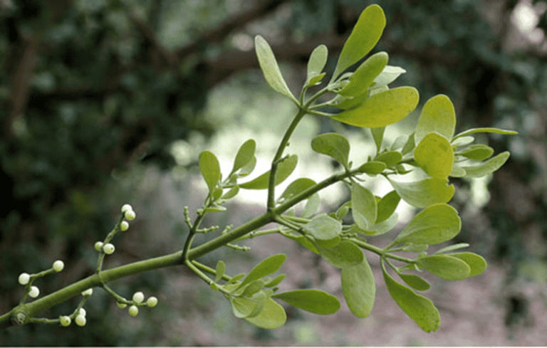Underneath the Mistletoe: The Meaning Behind the Myth