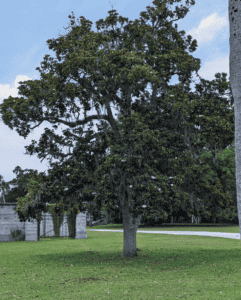 The Magnolia Tree: An Iconic Symbol of Southern Charm